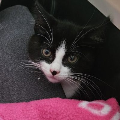 Bellman har hittat hem! | Djurskyddet Bill & Bull