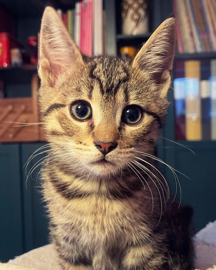 Vi söker hem! | Djurskyddet Kattfotens katthem