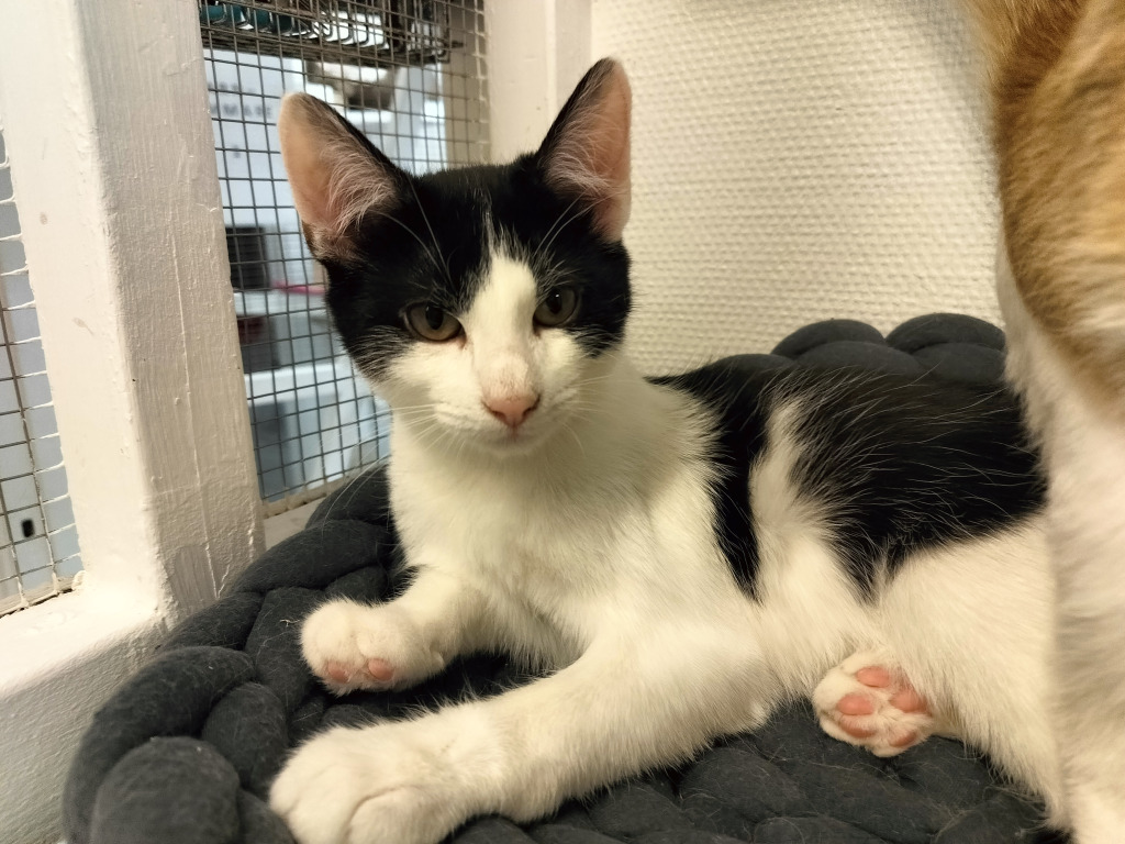 Vi söker hem! | Djurskyddet Kattfotens katthem