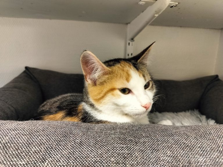 Vi söker hem! | Djurskyddet Kattfotens katthem