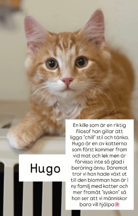 Vi söker hem! | Djurskyddet Kattfotens katthem