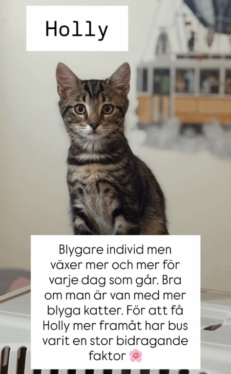 Vi söker hem! | Djurskyddet Kattfotens katthem