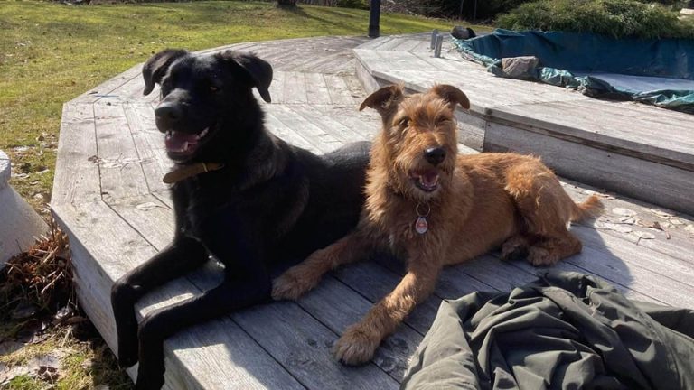 En hälsning från Bella | Djurskyddet Kristinehamn