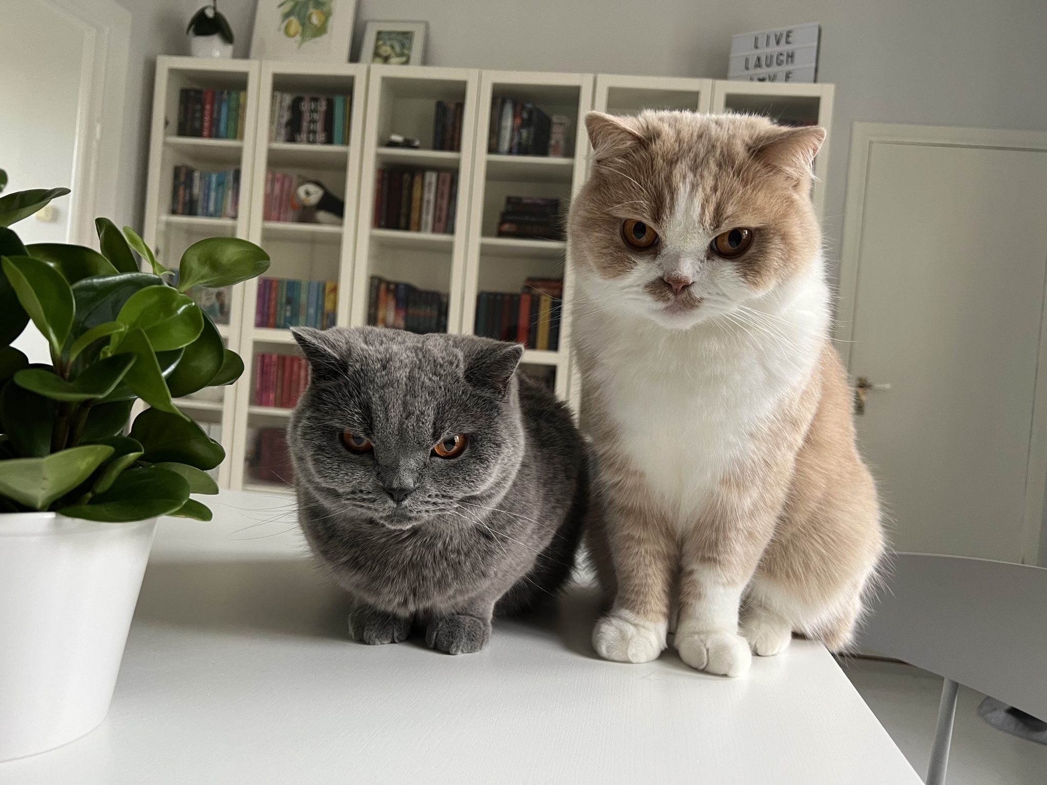Jamie & Winston – Levande bevis