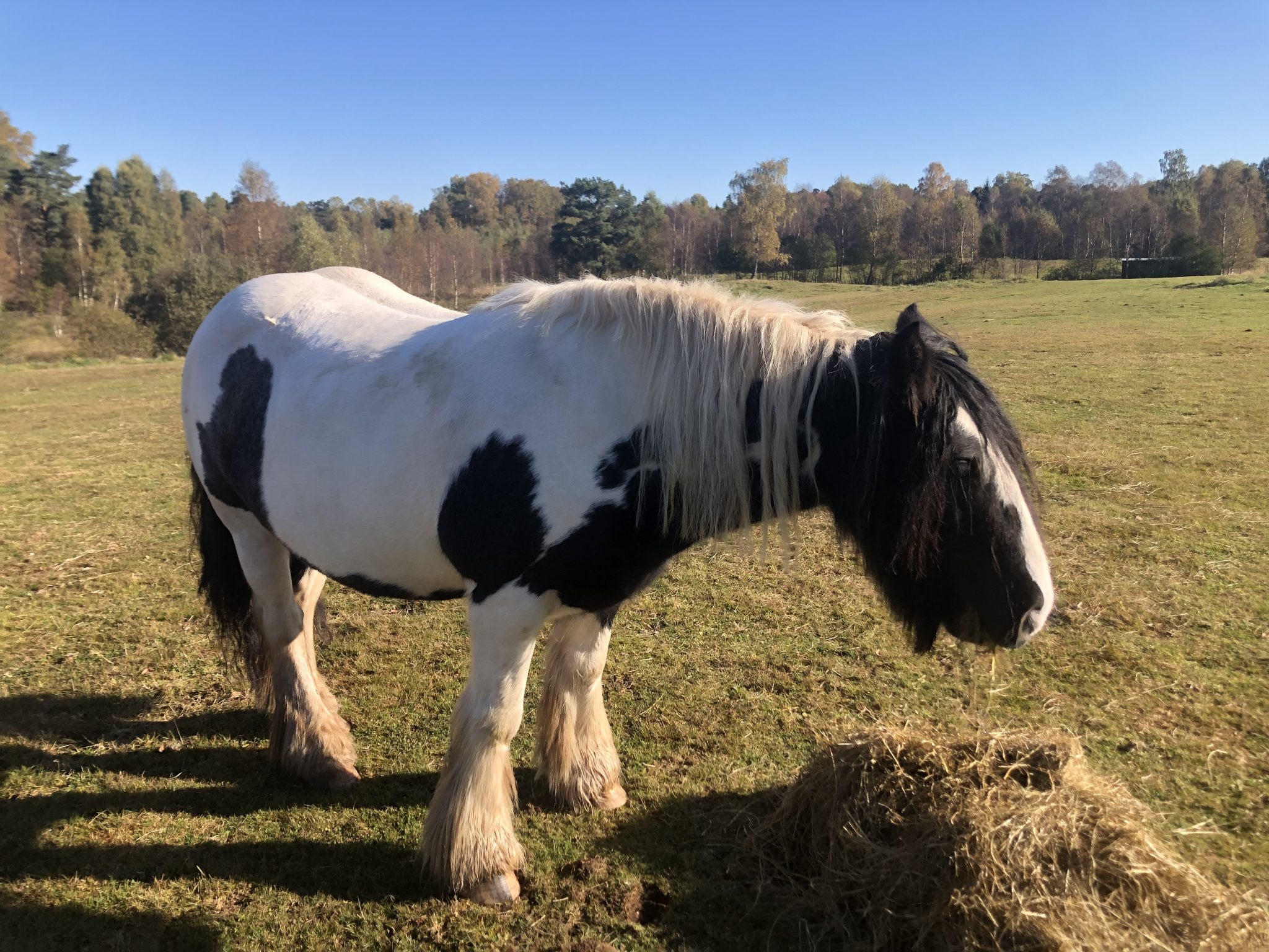 Darcy – Levande bevis
