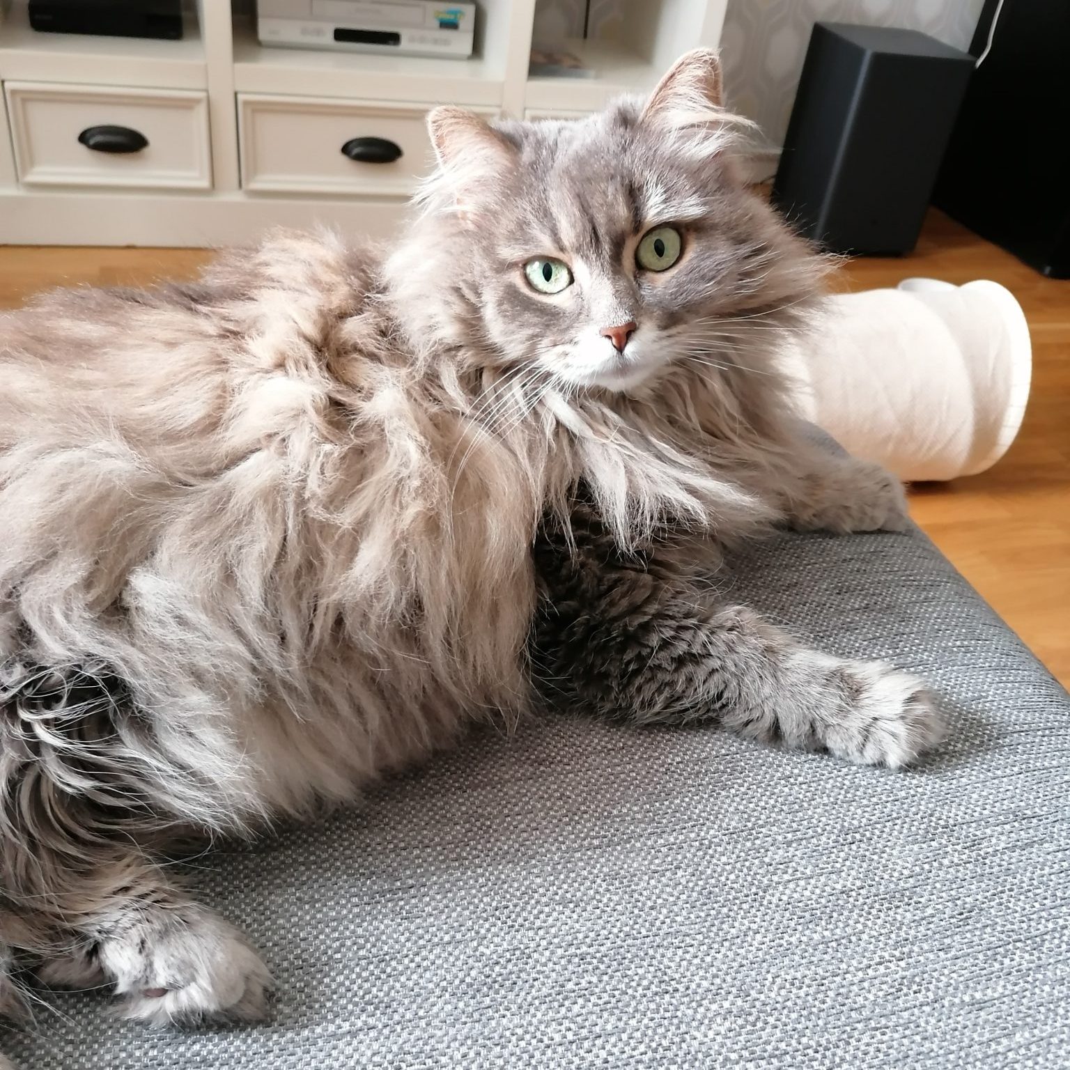 Celine – Levande bevis