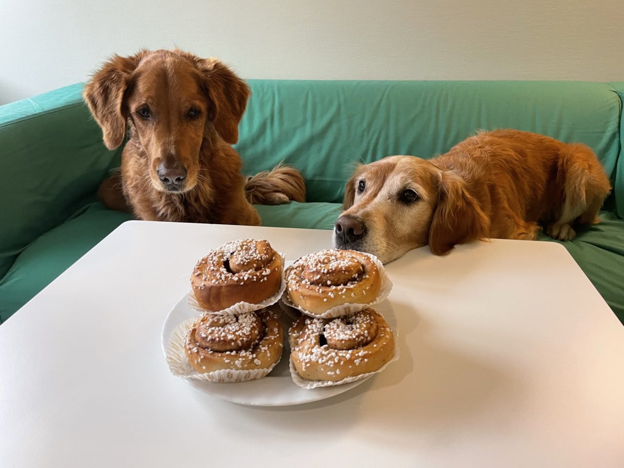 Swisha en kanelbulle till djuren! | Djurskyddet