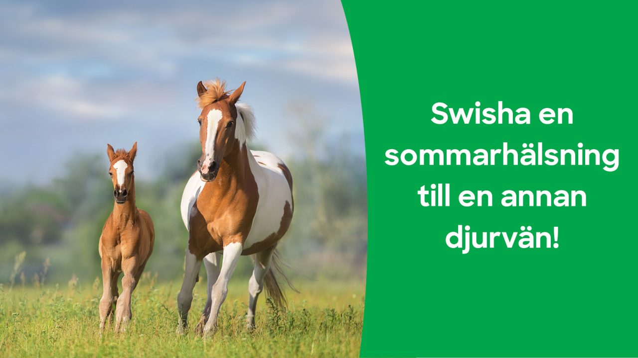 Swisha en sommarhälsning till en annan djurvän | Djurskyddet